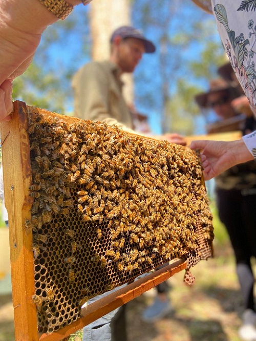 We're in the Bees-ness of Nurturing Flora & Fauna in Real Estate